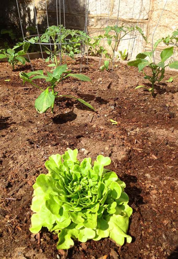 Buried or Planted? - Through Her Looking Glass