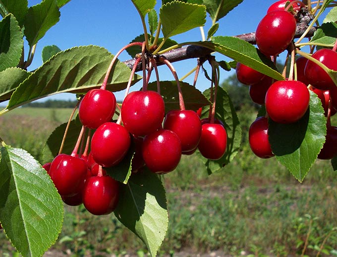 Cherry Pecan Granola - Through Her Looking Glass