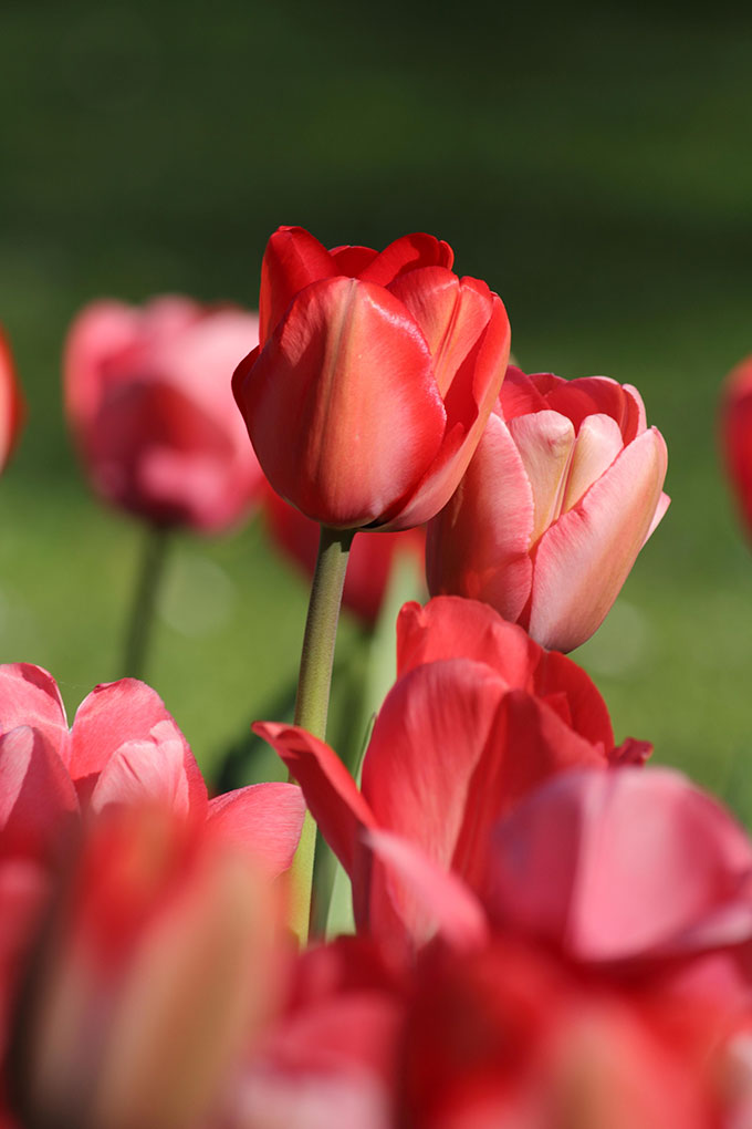 Beauty in the Mundane - Through Her Looking Glass